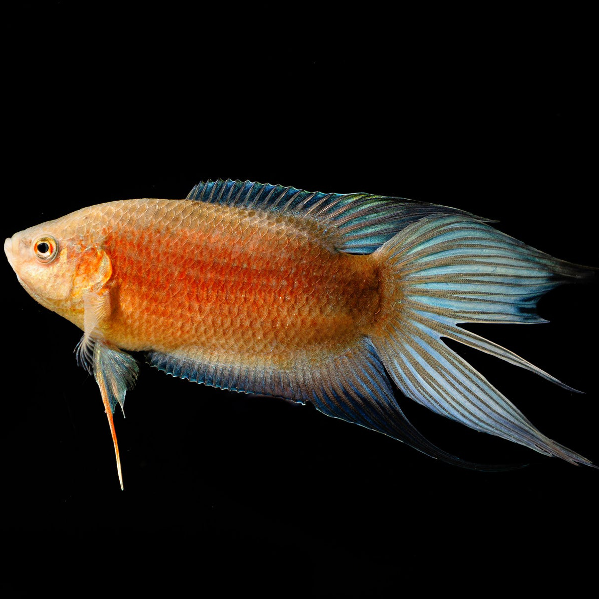 Blue Flame Paradise Gourami (Macropodus opercularis) Bred in SA | Judy ...