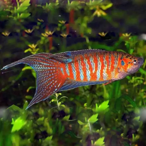 Paradise Gourami (Macropodus opercularis) Bred in SA | Judy's Planted Tanks
