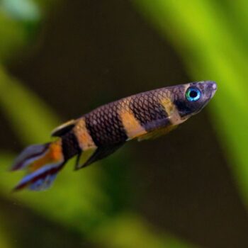 Clown Killifish (Epiplatys annulatus) Import | Judy's Planted Tanks