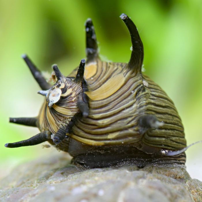 Horned nerite Snails (Clithon corona) Import | Judy's Planted Tanks