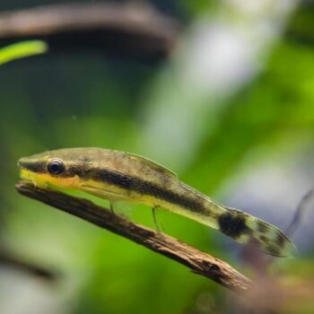 Dwarf Sucker Catfish (Otocinclus spp.) Import | Judy's Planted Tanks